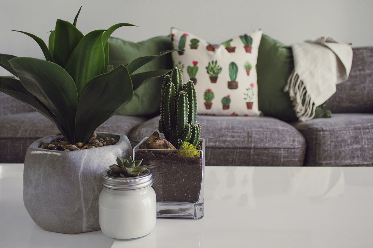 Plante camera & birou – Terrarium Plante