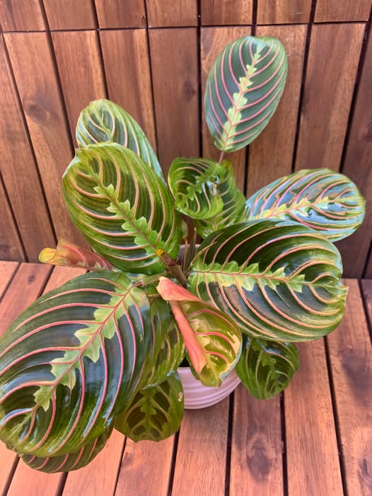 Marantha Fascinator – Terrarium Plante