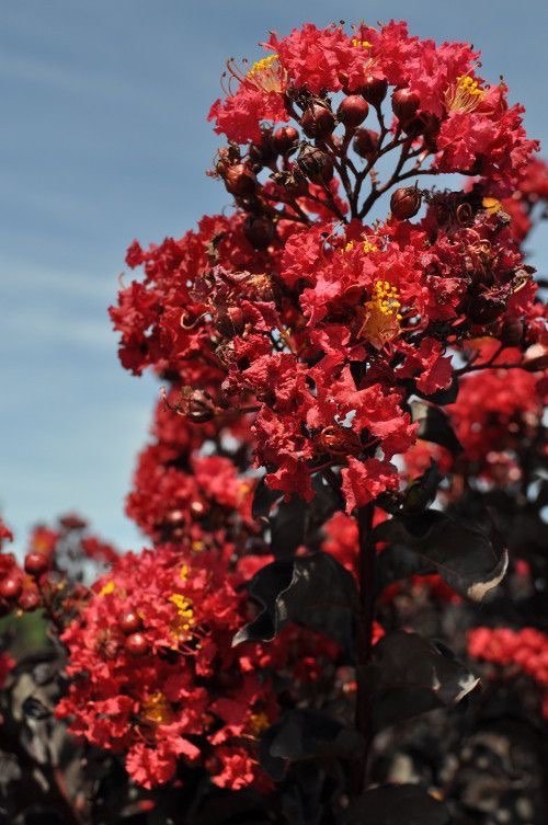 Liliacul indian, rosu – Terrarium Plante