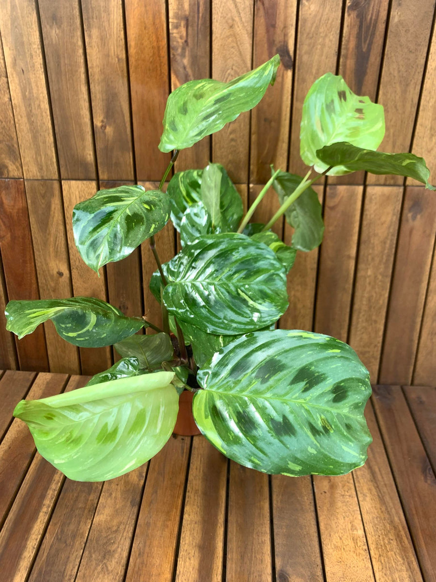 Marantha Variegated – Terrarium Plante