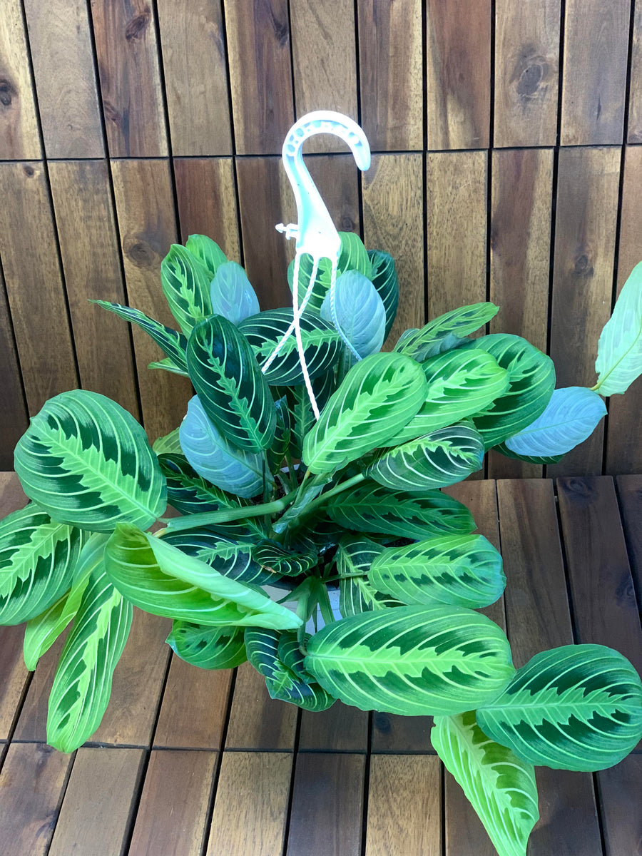 Marantha Lemon Lime D15 – Terrarium Plante