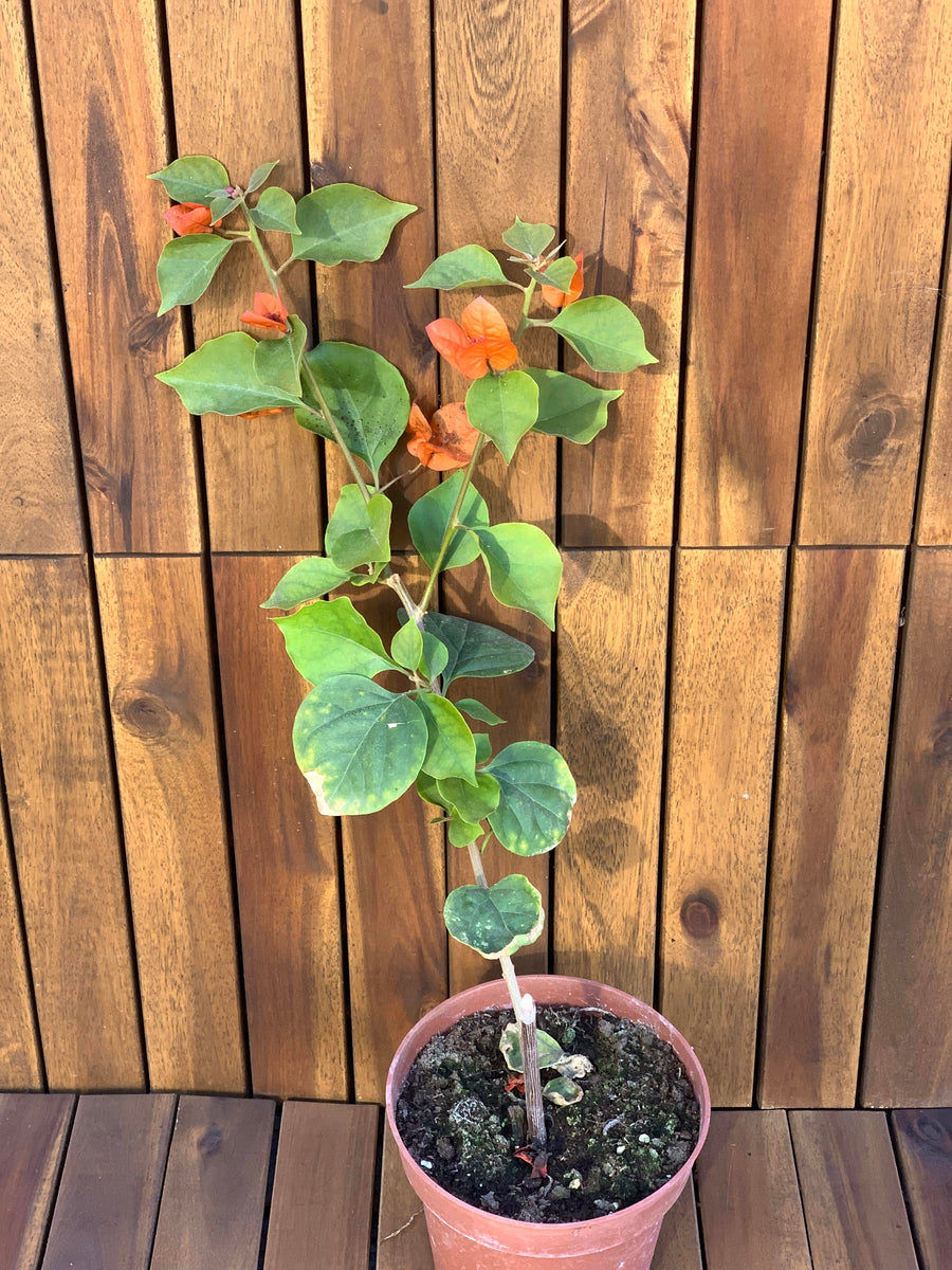 Bougainvillea/Floare de hartie, portocalie – Terrarium Plante