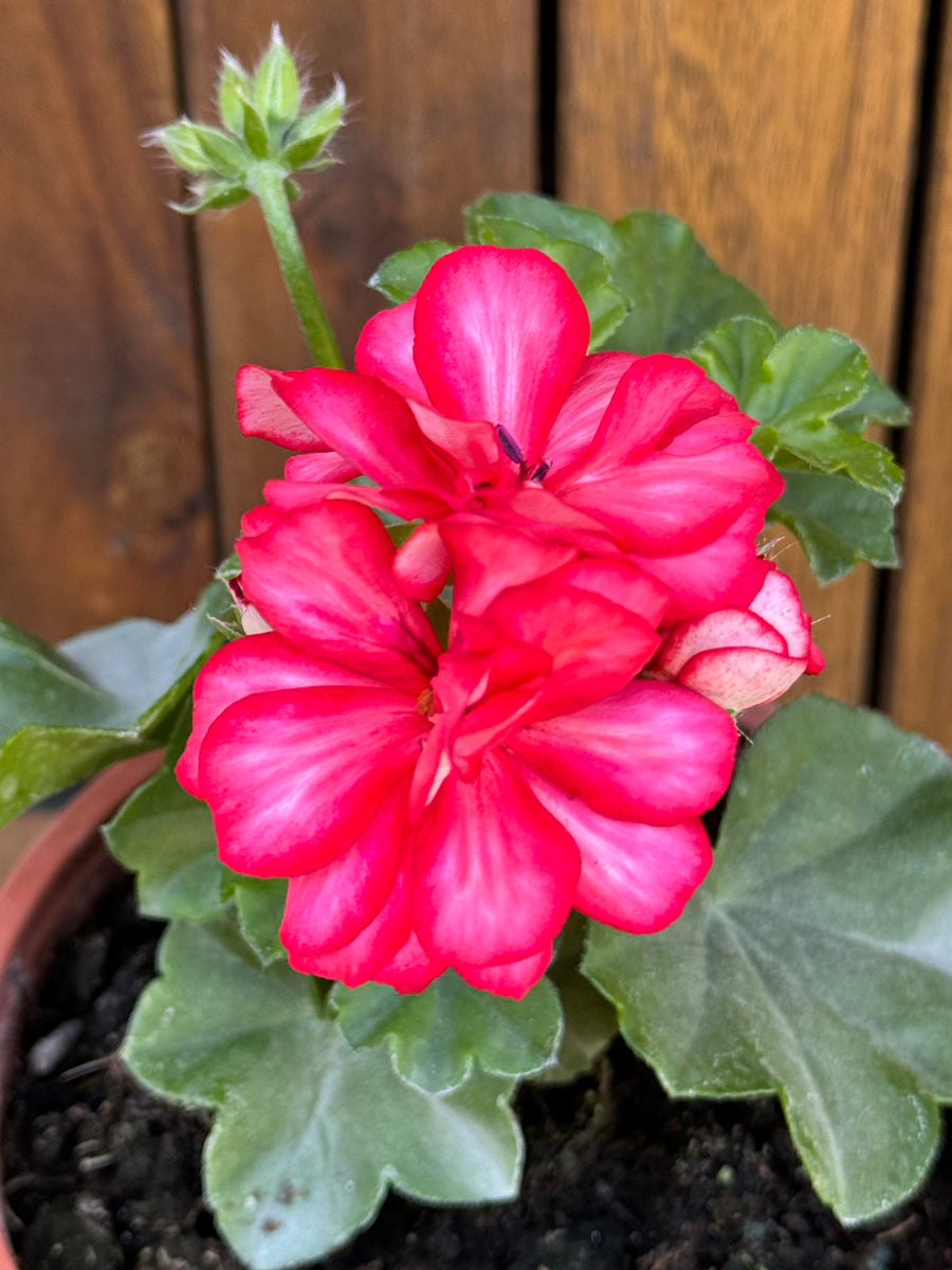 Muscate semicurgatoare, rosu satirat – Terrarium Plante