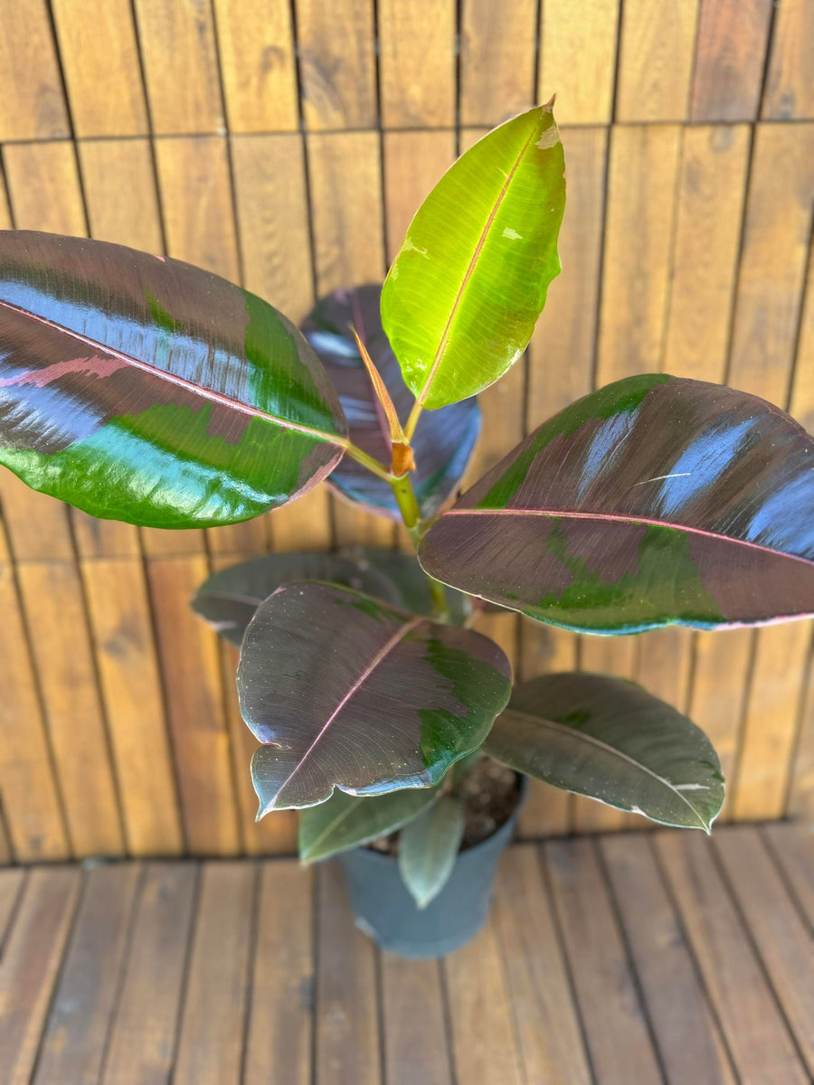 Ficus Elastika Pink Camouflage – Terrarium Plante