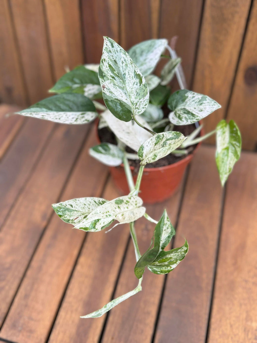 Epipremnum Albo – Terrarium Plante