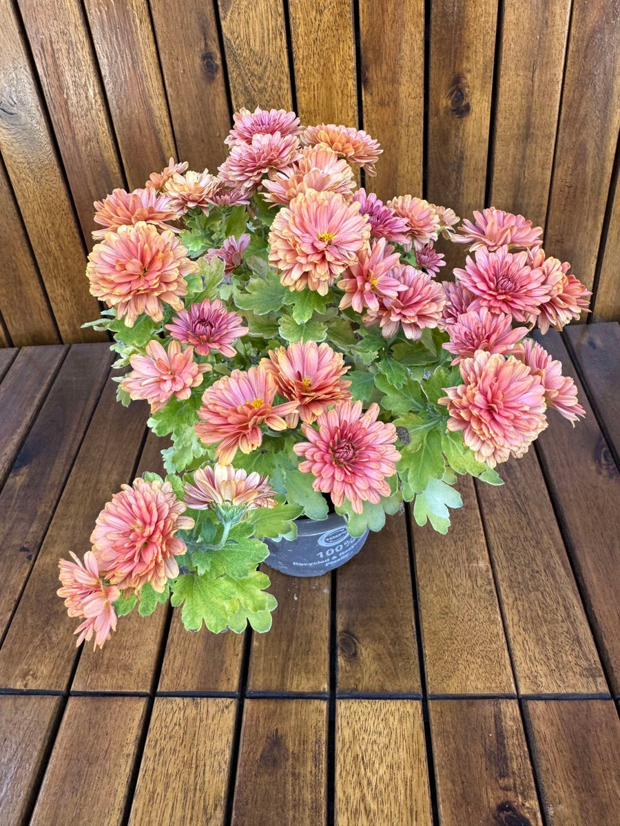 Crizantema Peach – Terrarium Plante