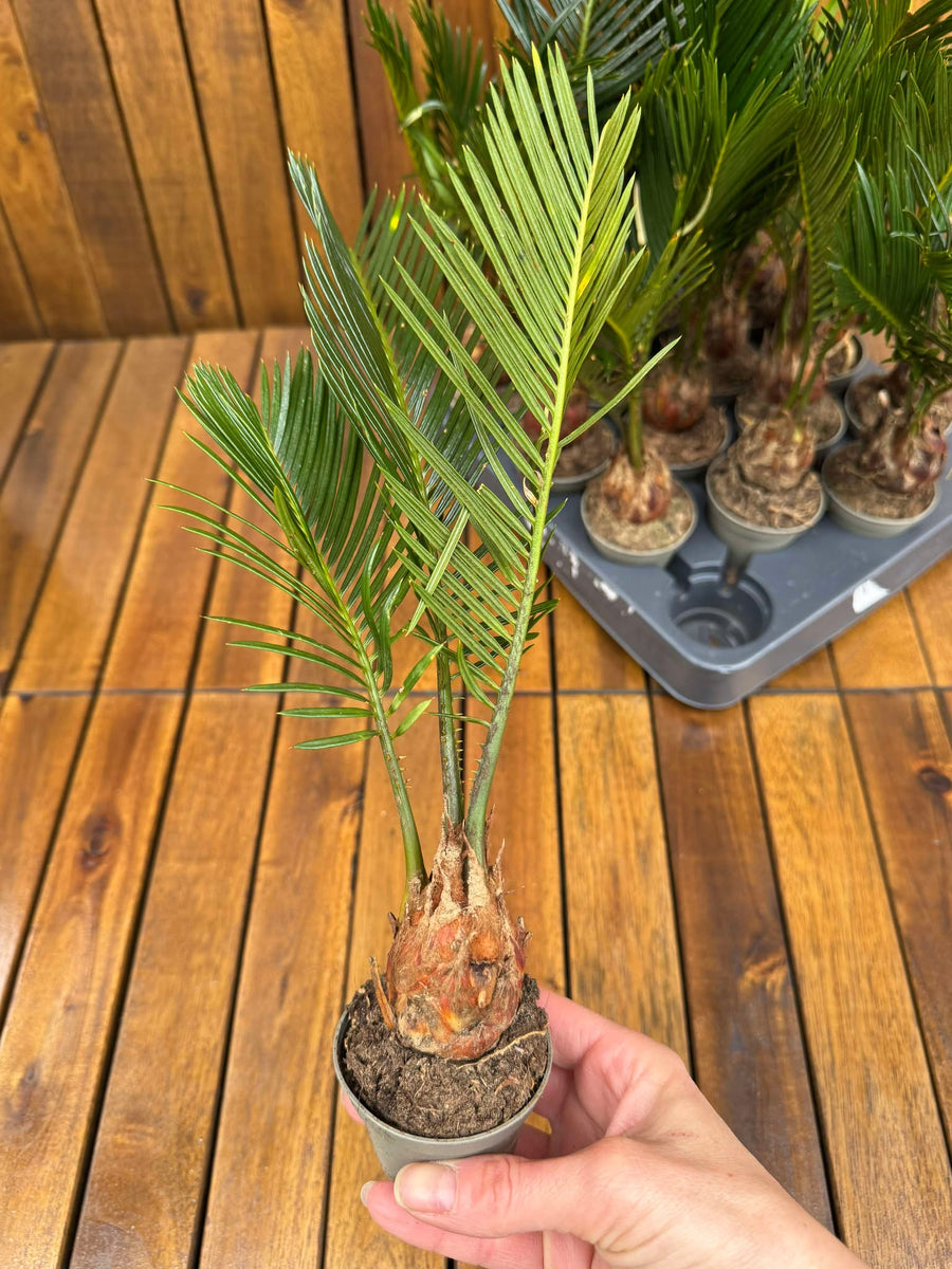 Palmier Cycas Revoluta D7 baby plant – Terrarium Plante