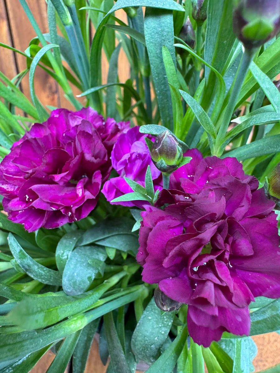 Garofite, mov – Terrarium Plante