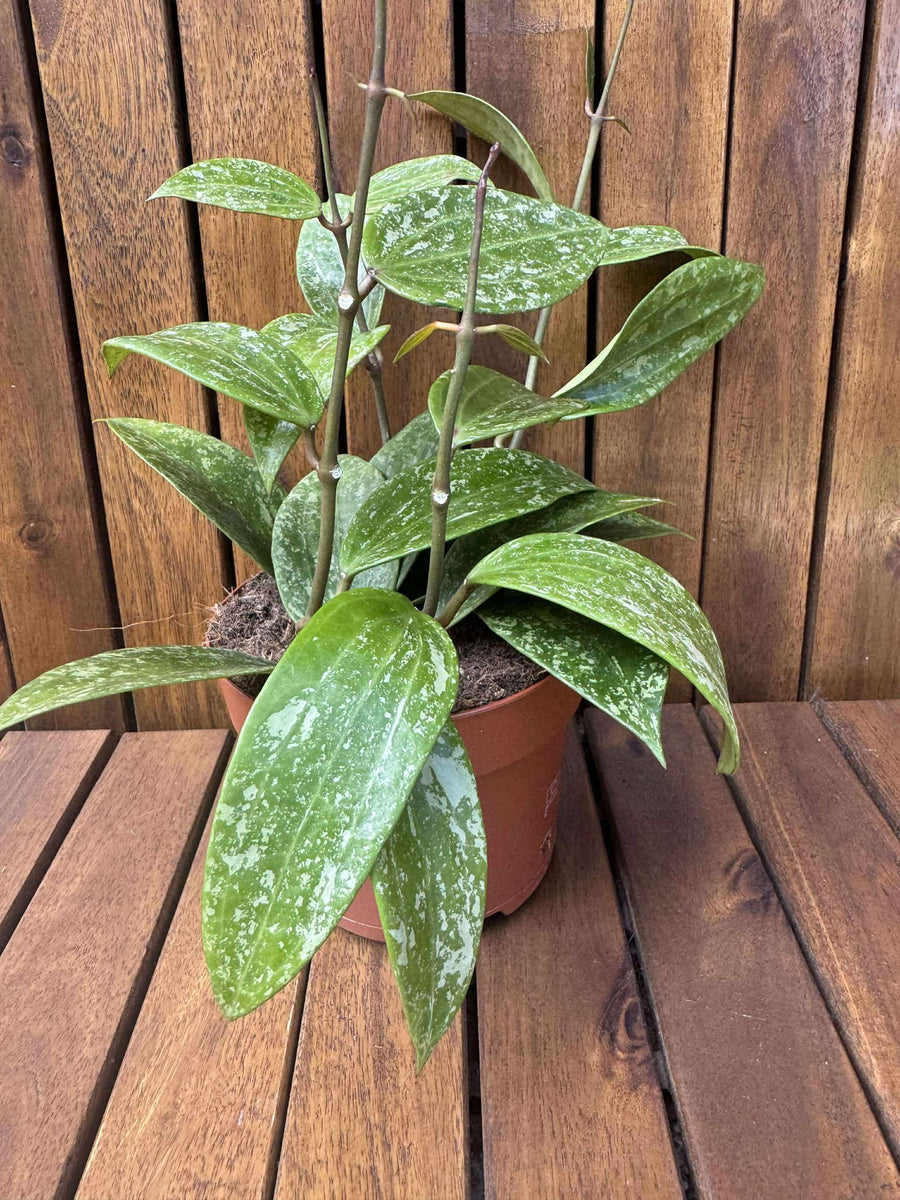 Hoya Rangsan – Terrarium Plante