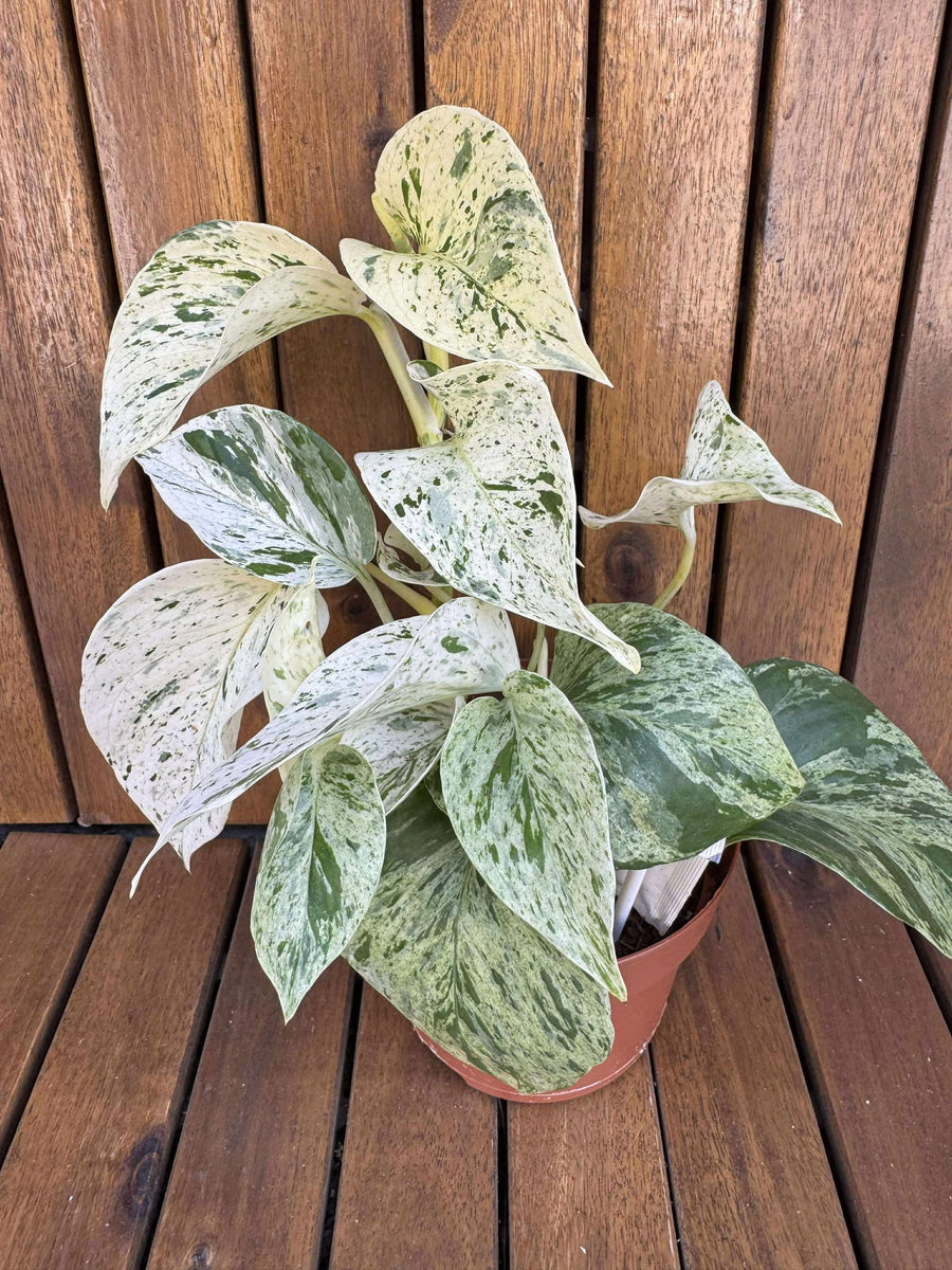 Epipremnum Snow Leopard – Terrarium Plante