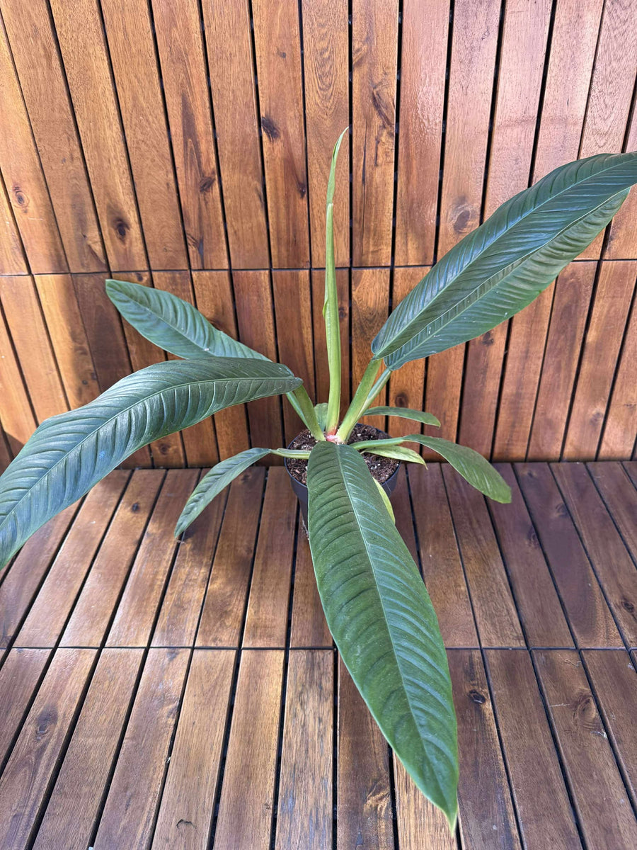 Philodendron Campii Lynette – Terrarium Plante