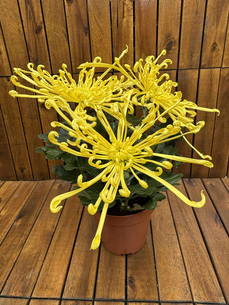 Crizantema Spider Yellow – Terrarium Plante