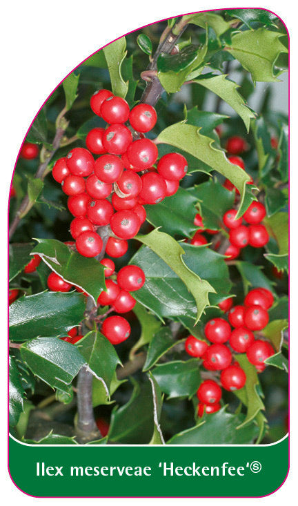 Ilex Heckenfee – Terrarium Plante