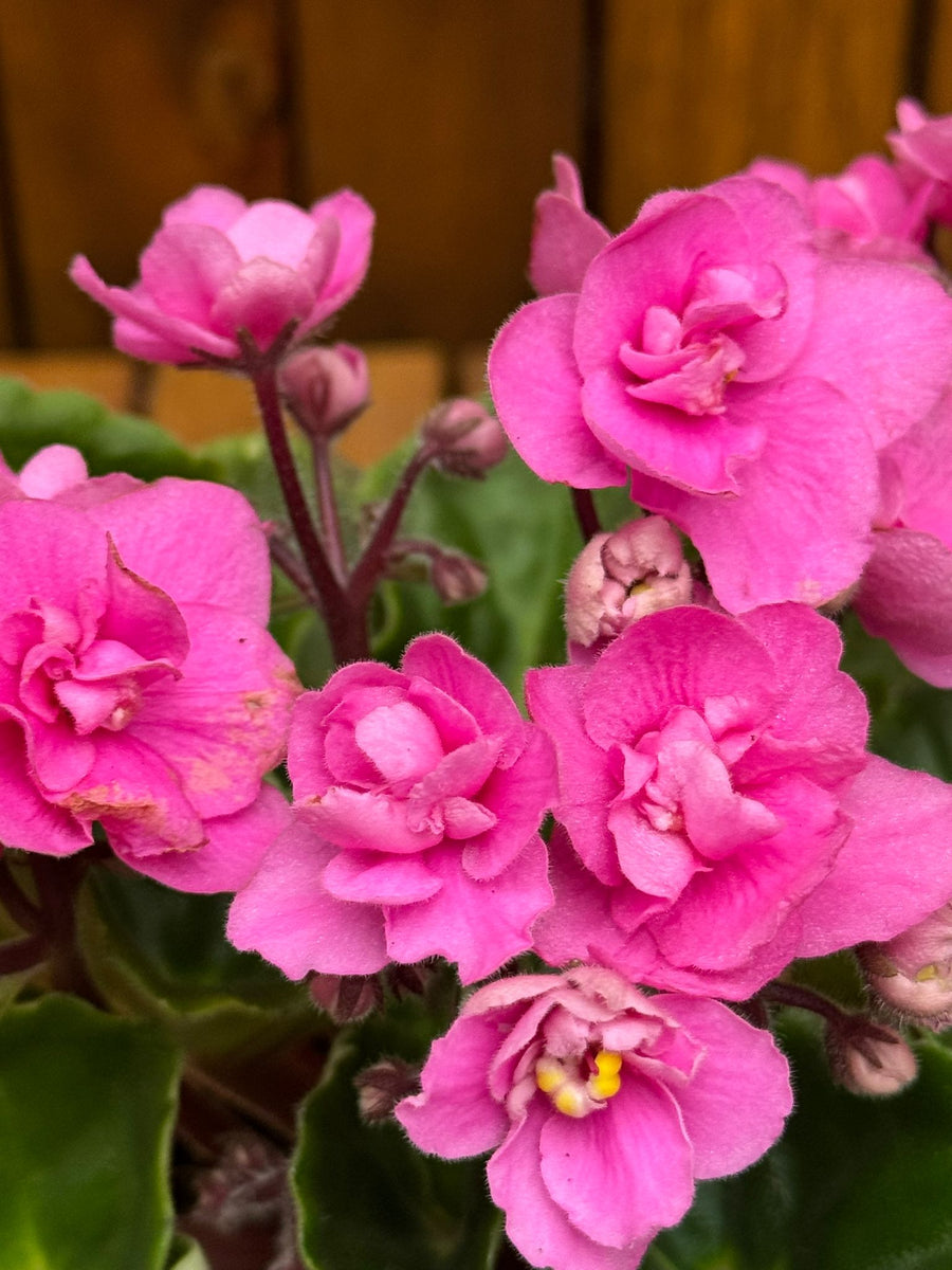 Violeta de Parma, Rococco Pink – Terrarium Plante