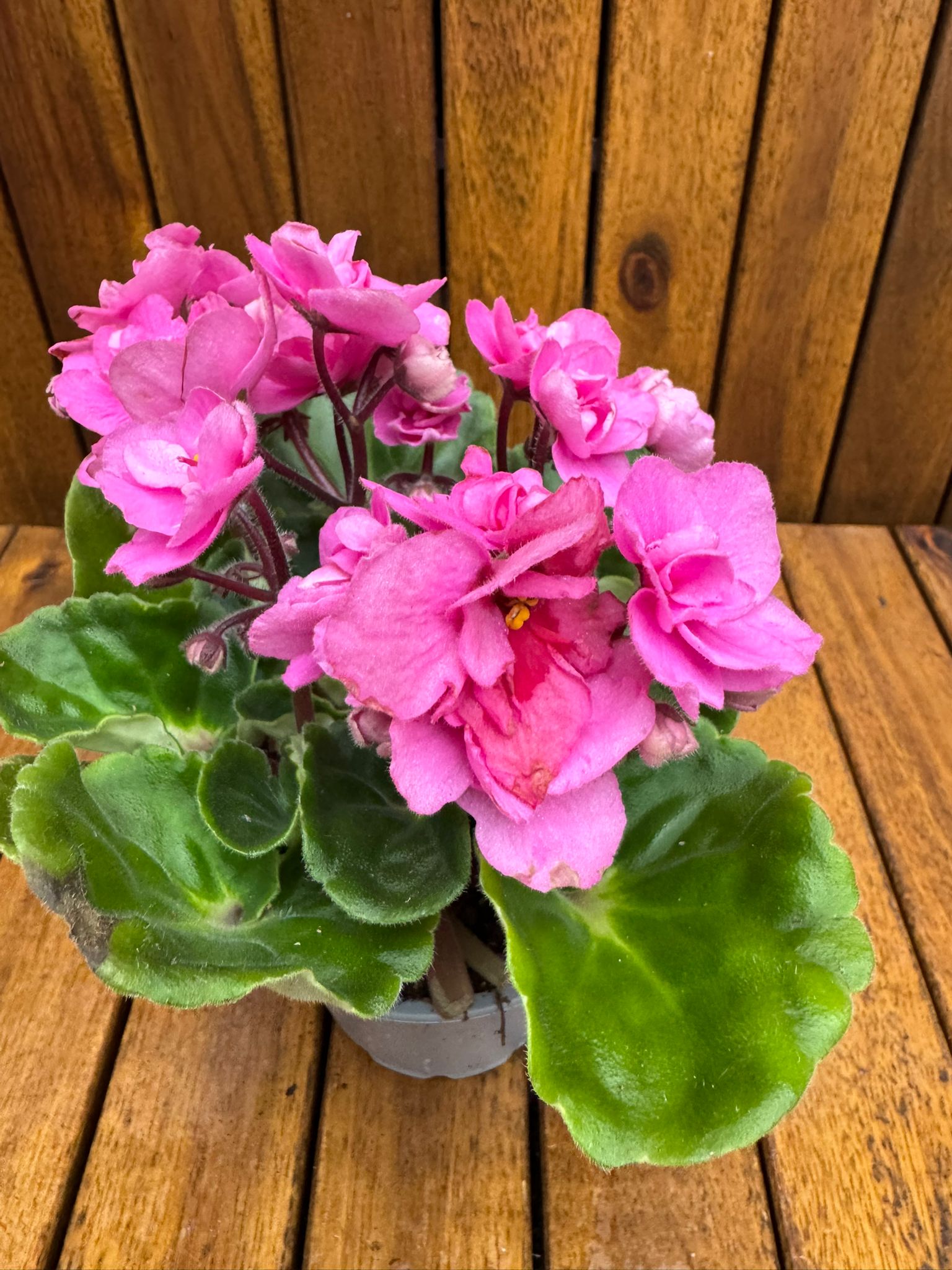 Violeta de Parma, Rococco Pink – Terrarium Plante