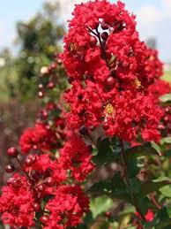 Liliacul indian, rosu – Terrarium Plante