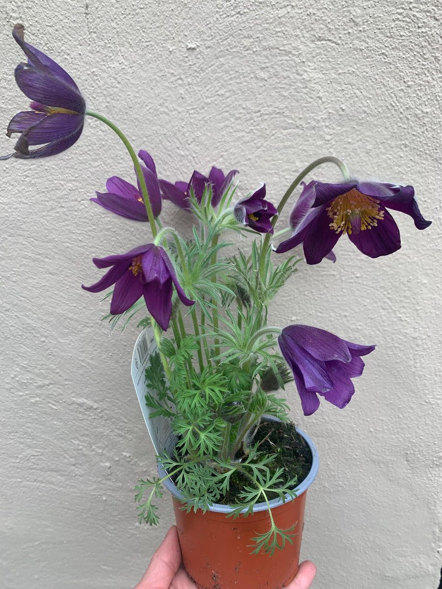 Pulsatila Vulgaris/Deditel – Terrarium Plante