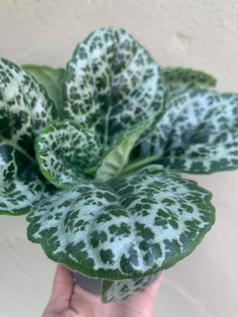 Streptocarpus Pretty Turtle – Terrarium Plante