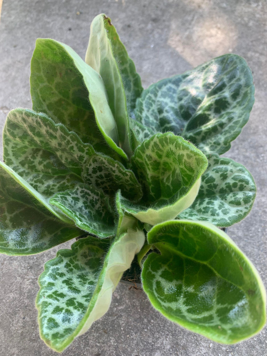 Streptocarpus Pretty Turtle – Terrarium Plante