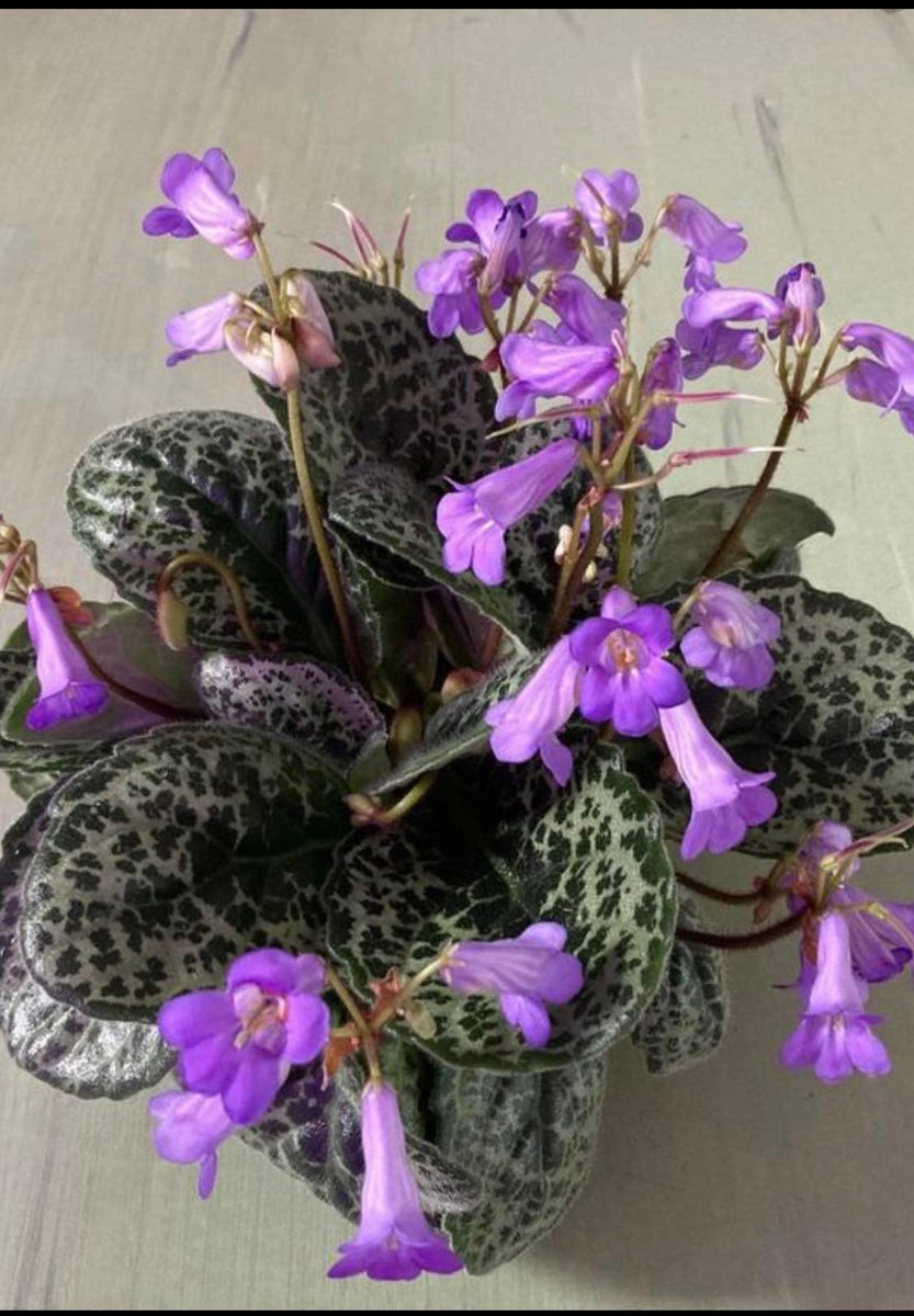 Streptocarpus Pretty Turtle – Terrarium Plante