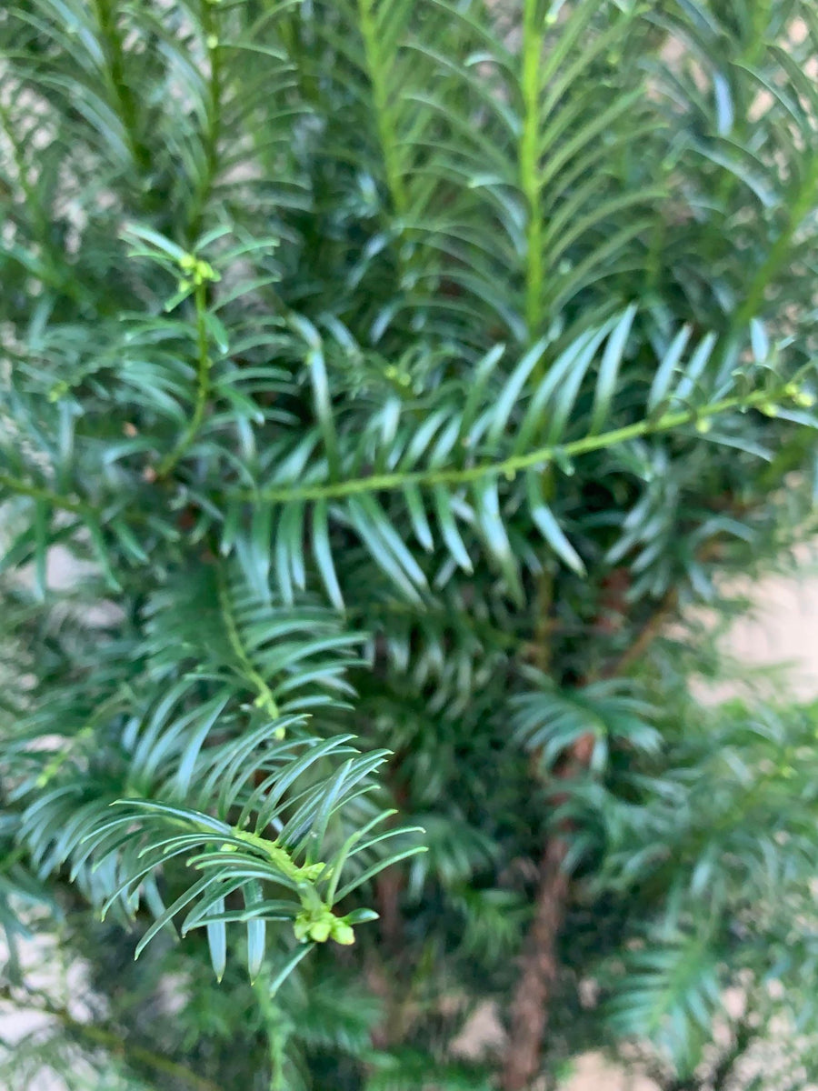 Tisa/Taxus Baccata – Terrarium Plante