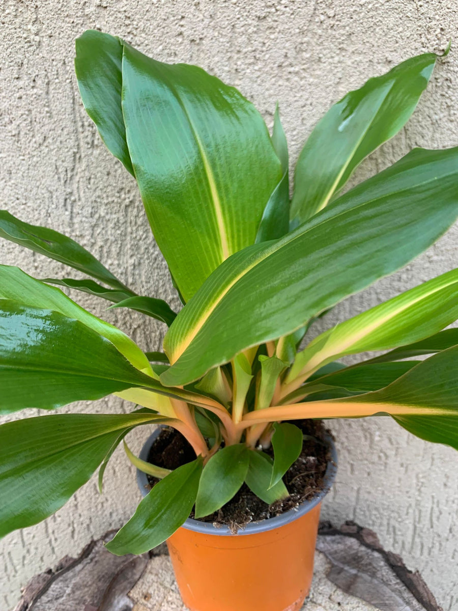 Chlorophytum Fire Flash – Terrarium Plante