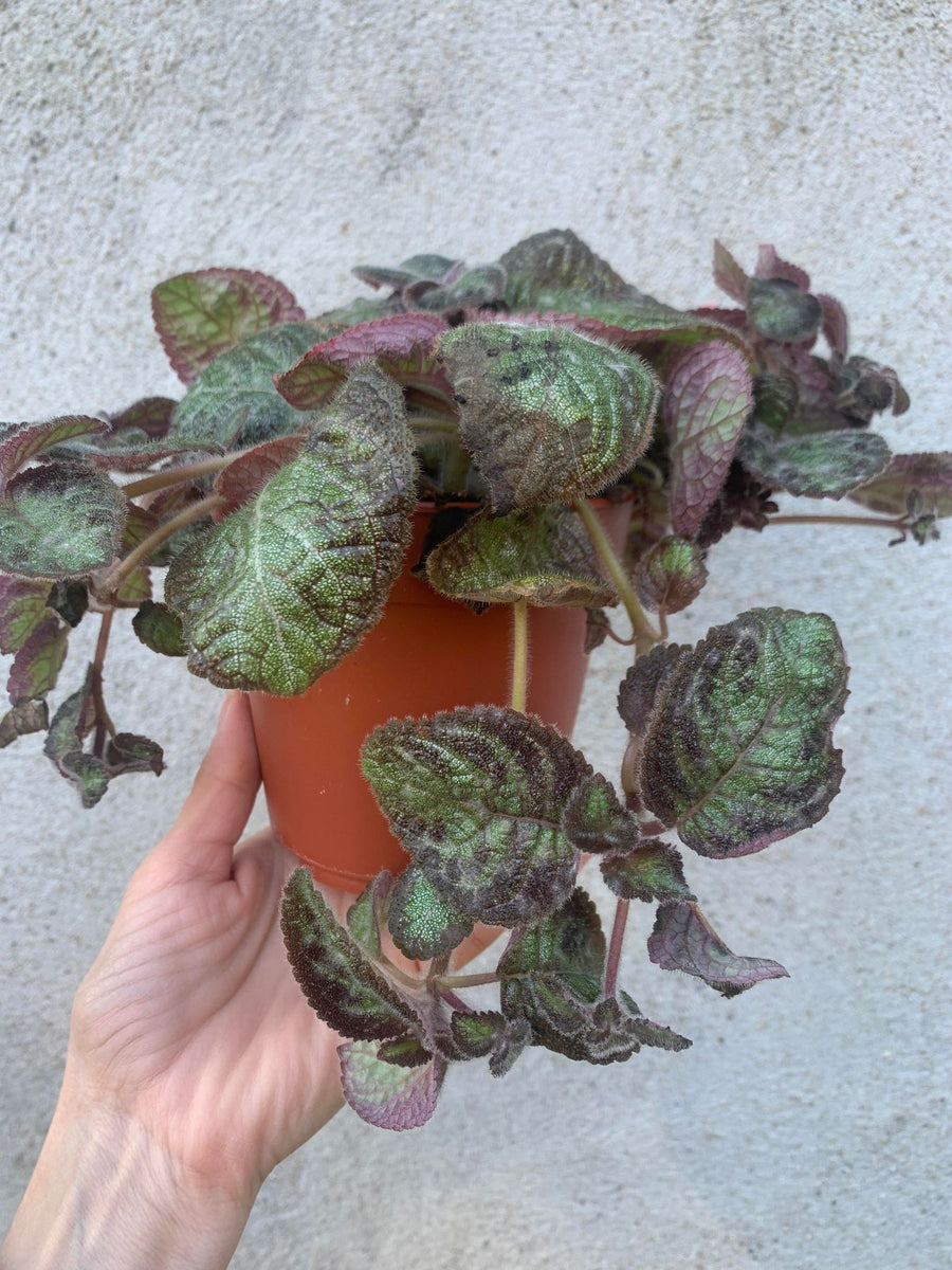 Episcia Pink Panther – Terrarium Plante