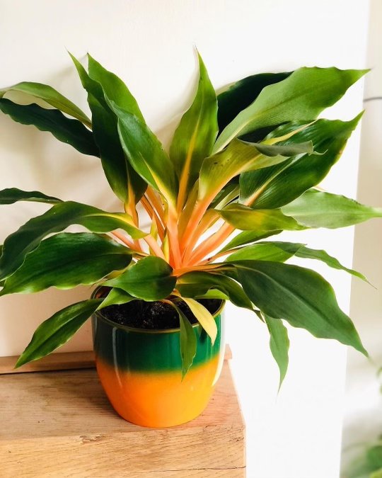 Chlorophytum Fire Flash – Terrarium Plante